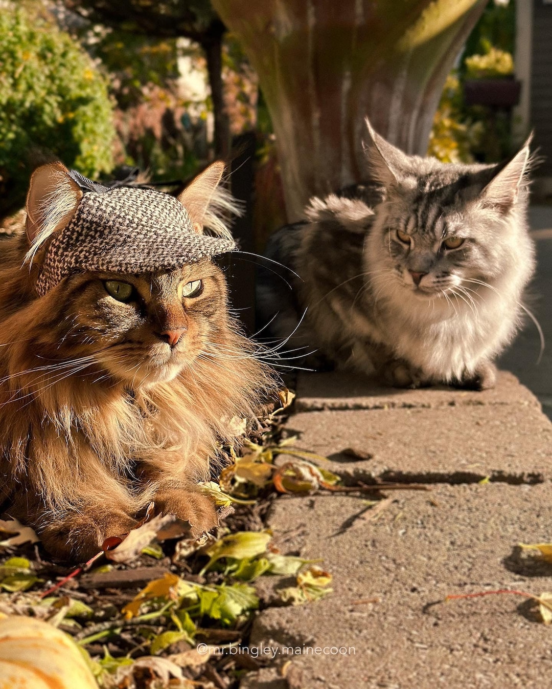 Cat Hat. Deerstalker Hat for Cats. Cap for Cats and Kittens. Pet ...
