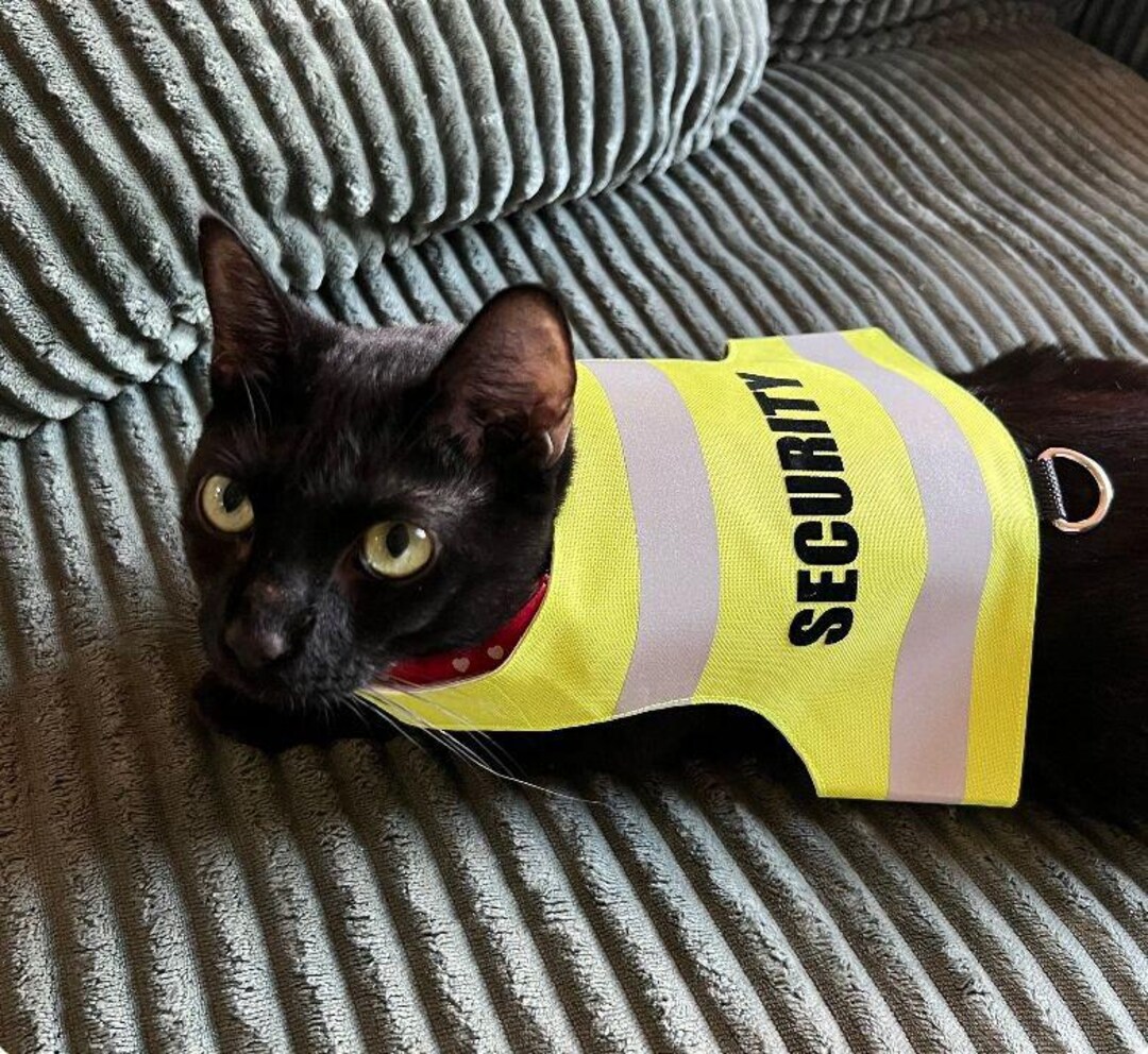 Security. Water-repellent Green Safety Cat Harness With Reflective ...