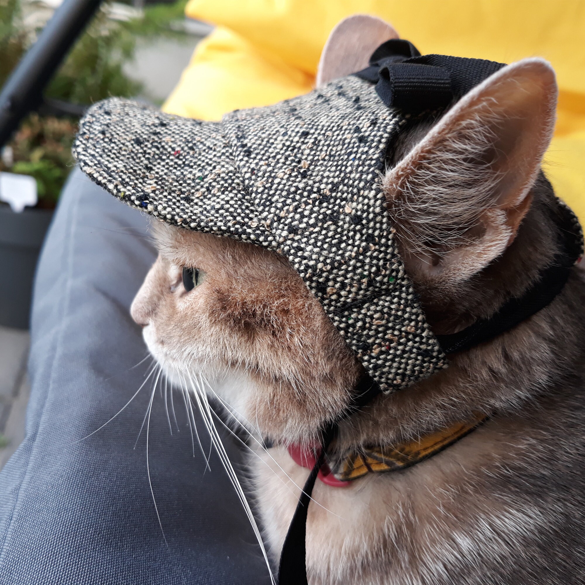 Classic Tweed Cat Hat. Cap for Cats and Kittens. Pet Photo | Etsy