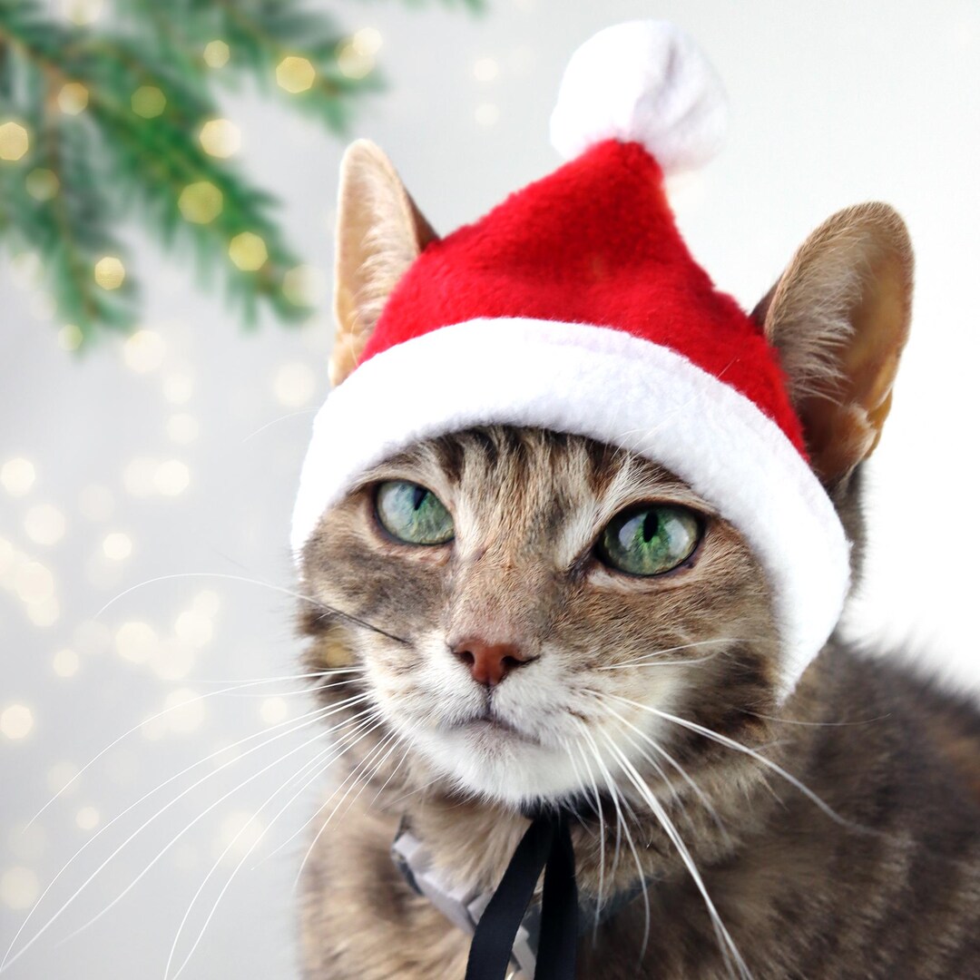 Santa Elf Cat Hat. Christmas Cap for Cats and Kittens. Pet Photo Prop ...