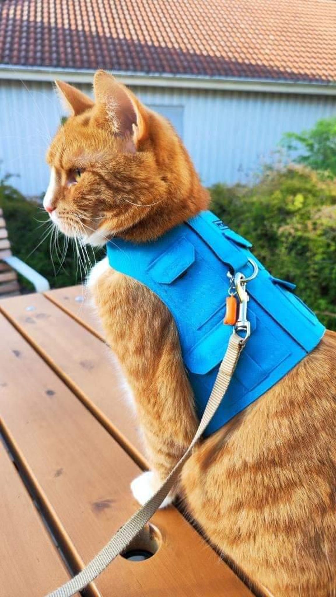 Escape Proof Blue Fishing Vest. Custom-made Water-repellent Cat Harness ...