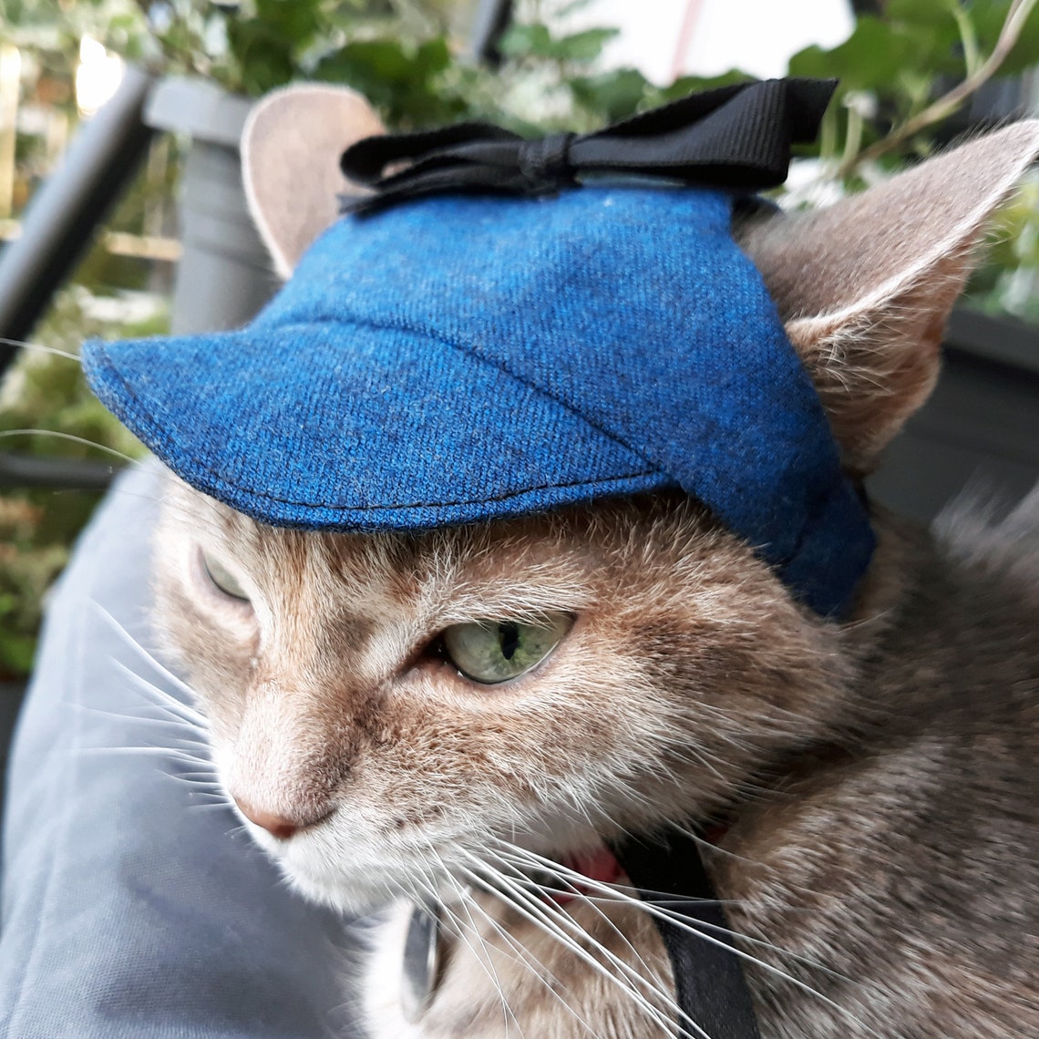 Ready to Ship. Blue Cat Hat. Cap for Cats and Kittens. Pet - Etsy