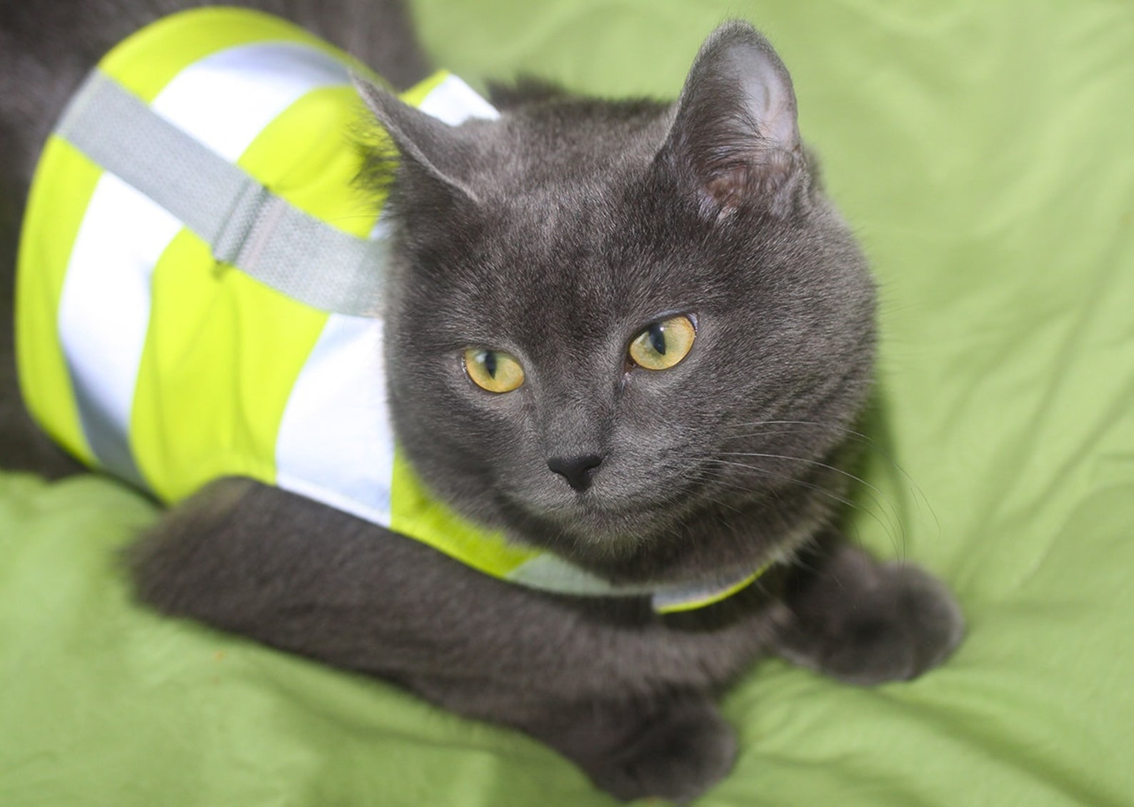 Water-repellent Green Cat Harness With Reflective Strips. Difficult to ...