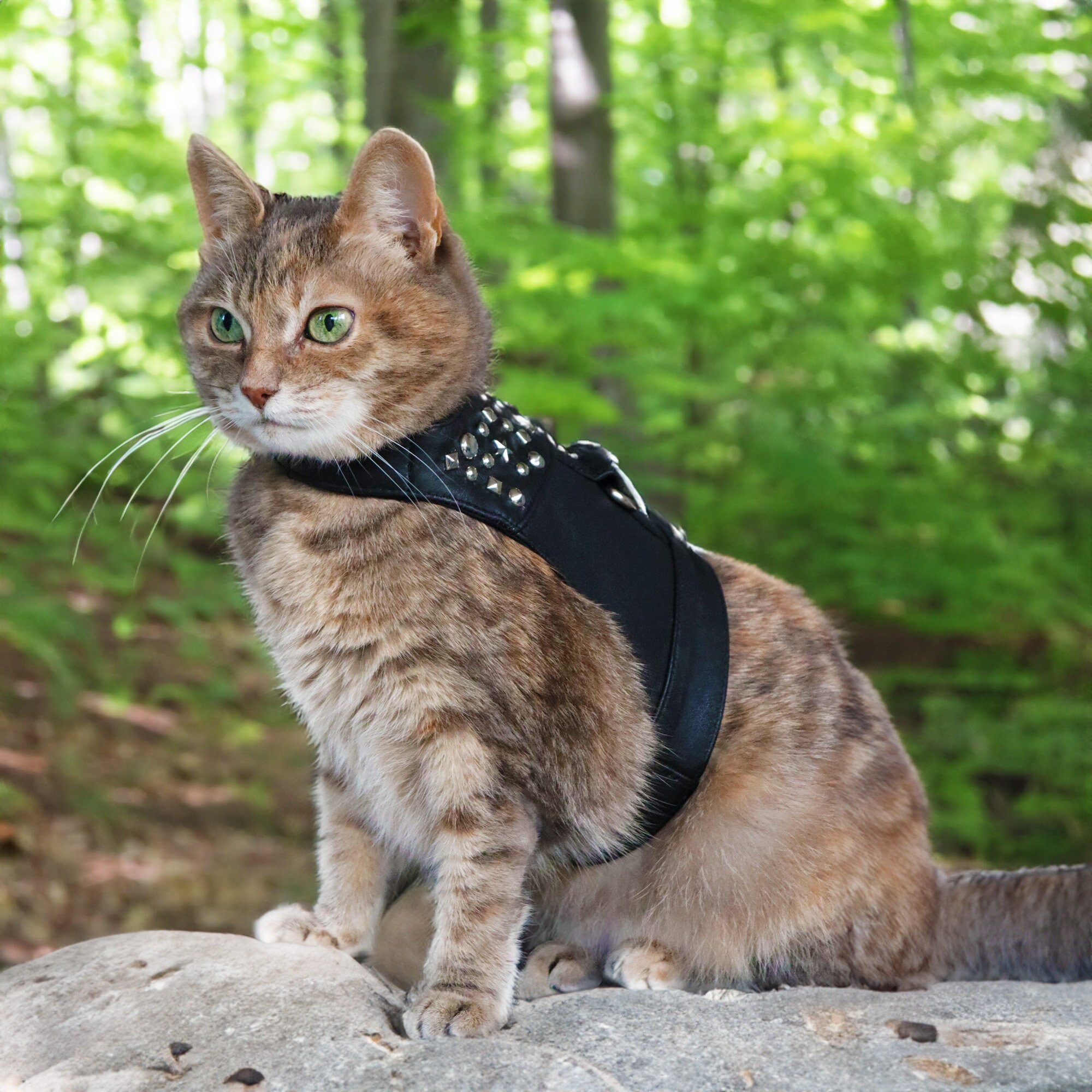 Service Cat Vest