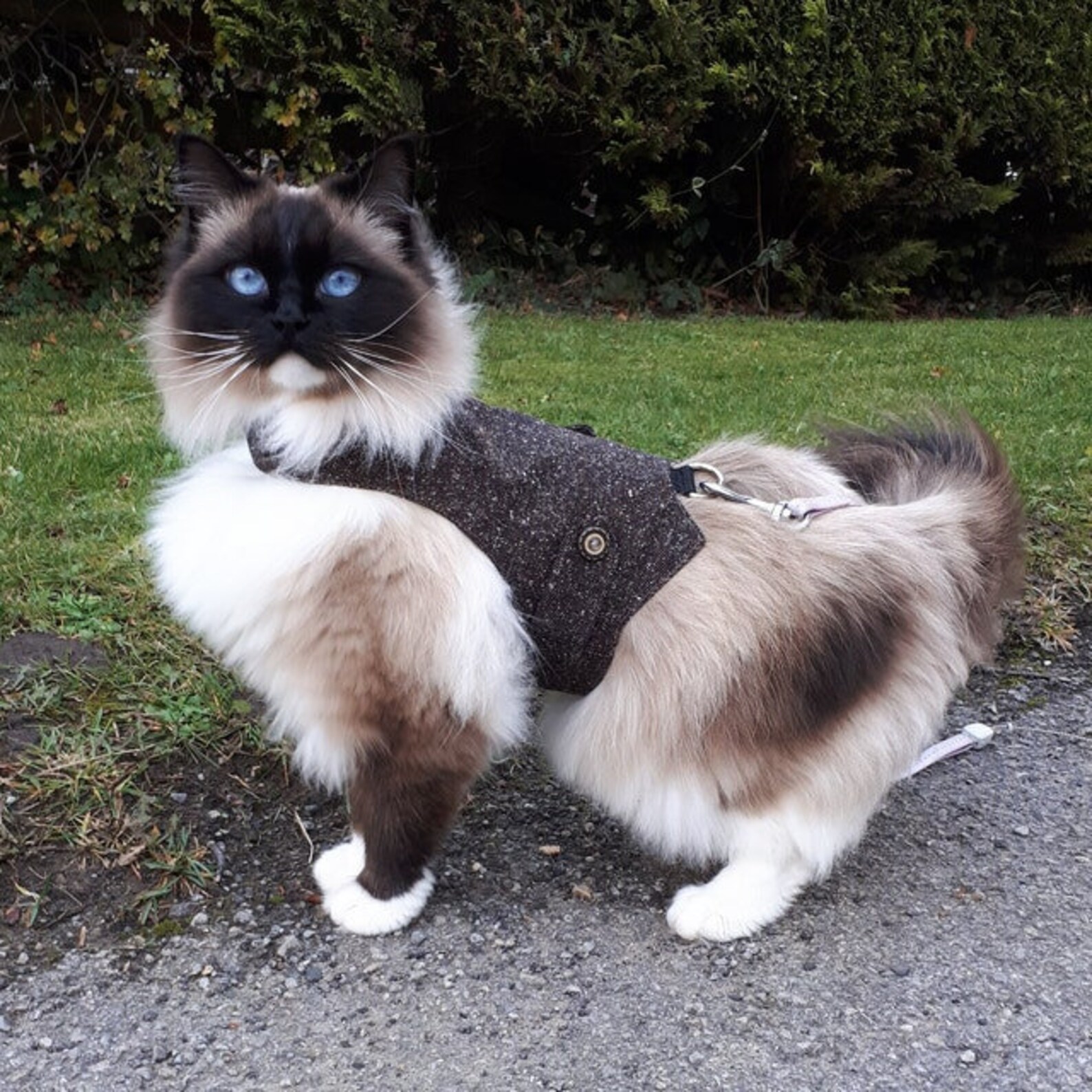 Cute Comfy Harness for Cat. Classic Tweed Cat Walking Jacket. - Etsy