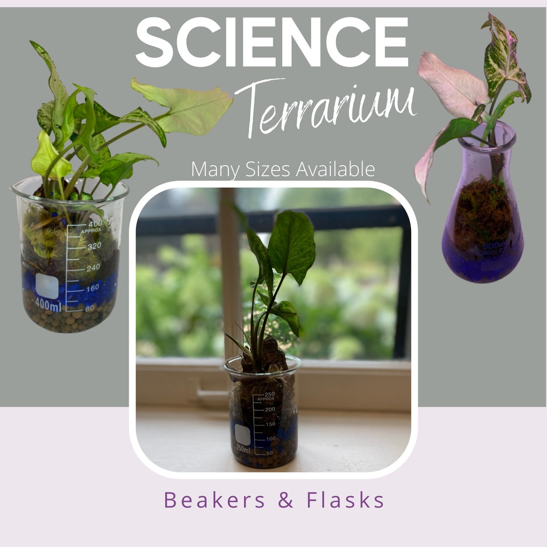 Science Terrarium Set Beaker Terrarium Flask Terrarium - Etsy