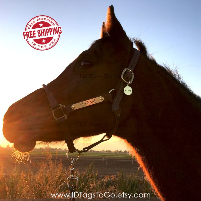 Halter or Bridle or Saddle ID Tag Large Pet ID Tag Brass Engraved ...