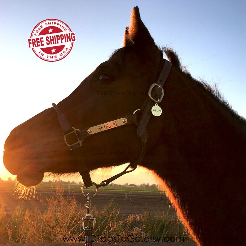 Halter or Bridle Tag Large Pet ID Tag Brass Engraved - Etsy