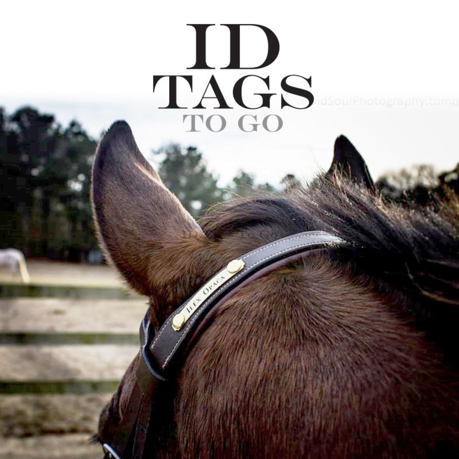 Bridle Plate Solid Brass Custom Engraved and Personalized for Your ...