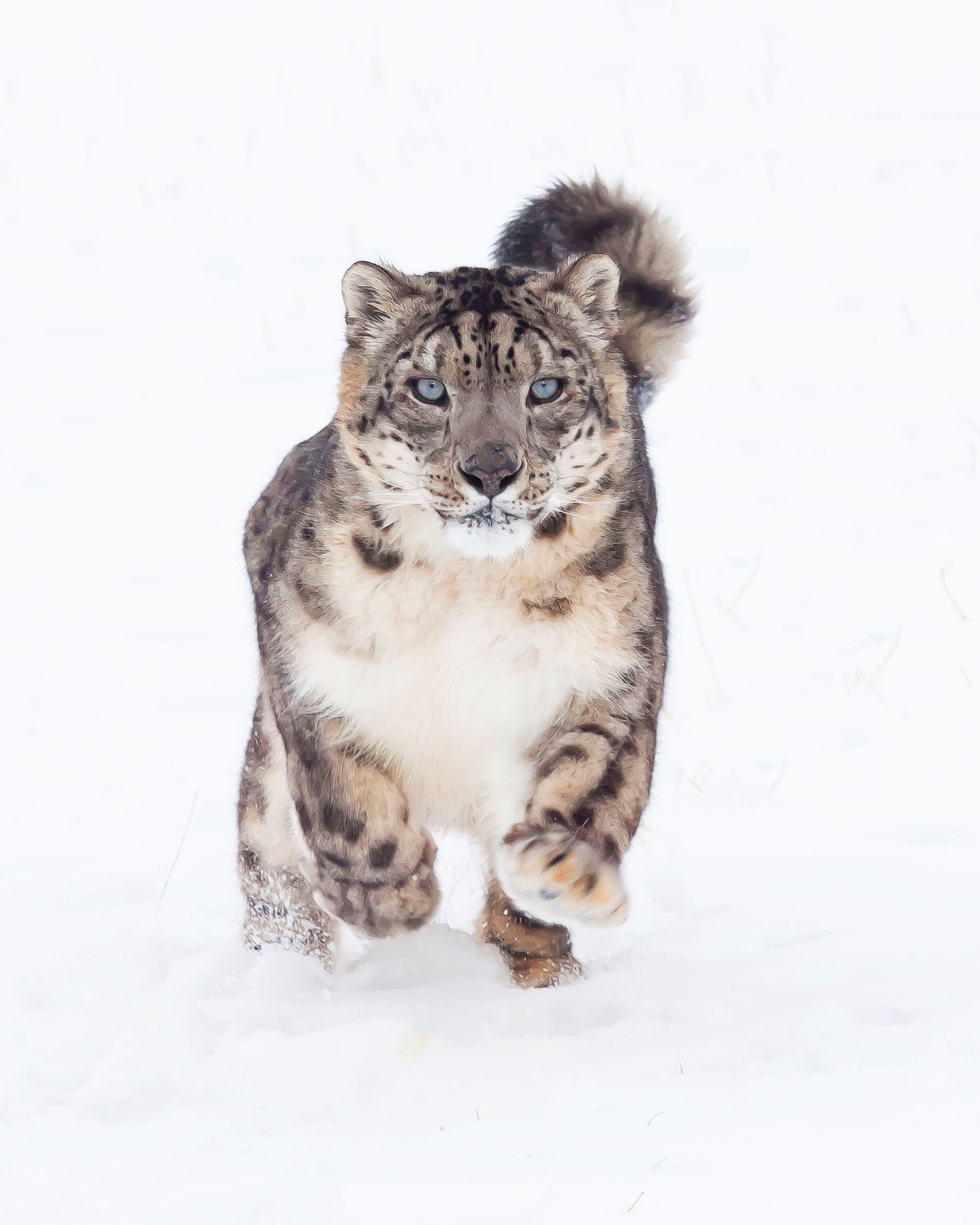 Photograph Leaping Snow Leopard - Etsy