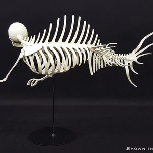 Merman Skeleton | Etsy