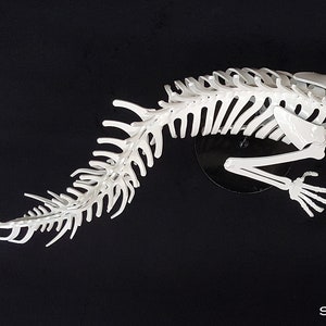 Merman Skeleton - Etsy