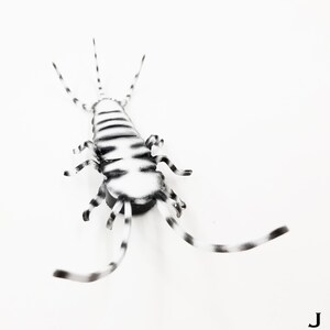 Silverfish (small) - Etsy