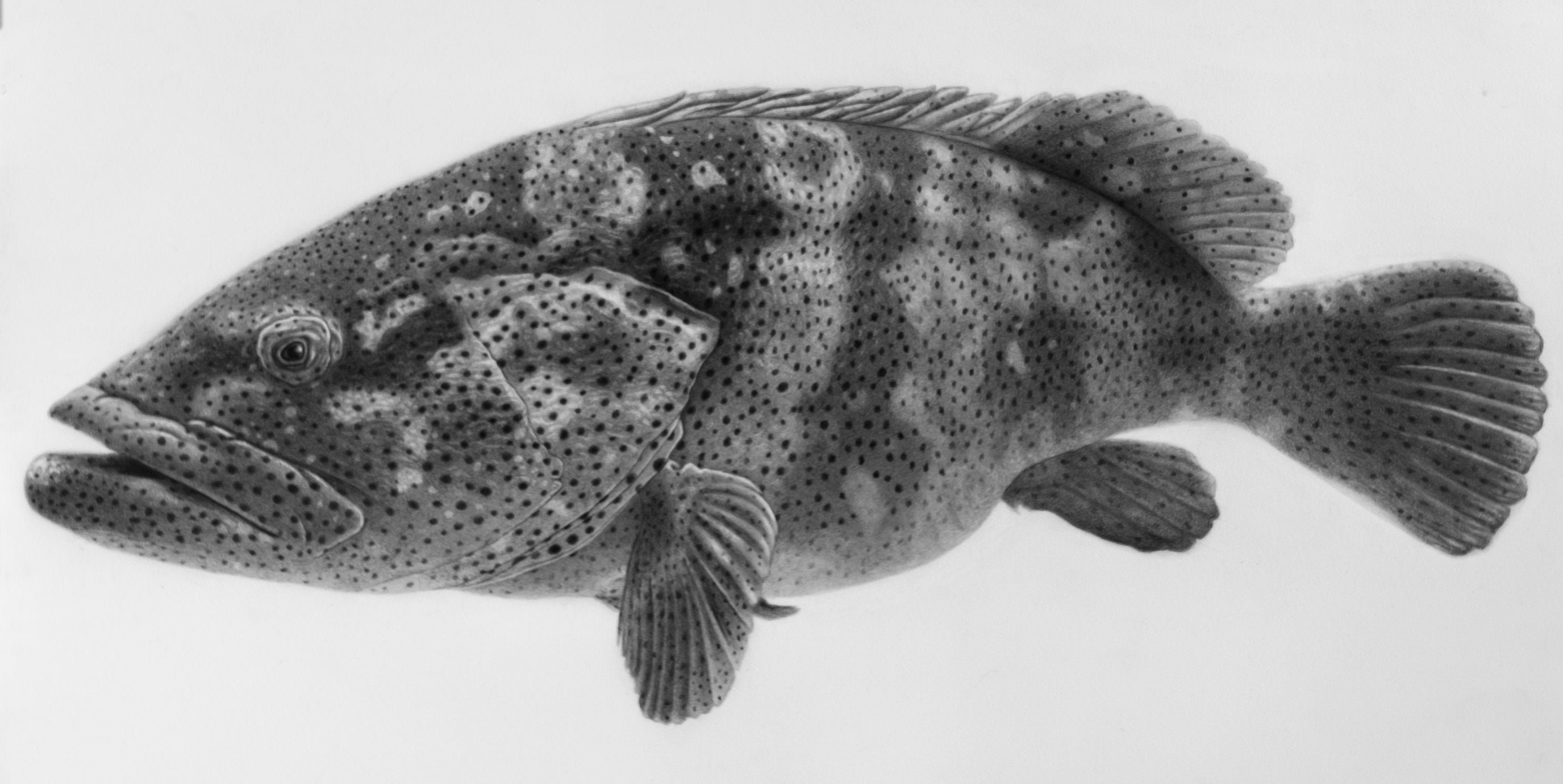 LARGE ORIGINAL Hand Drawn Grouper Fish Pencil Art by Artist David ...