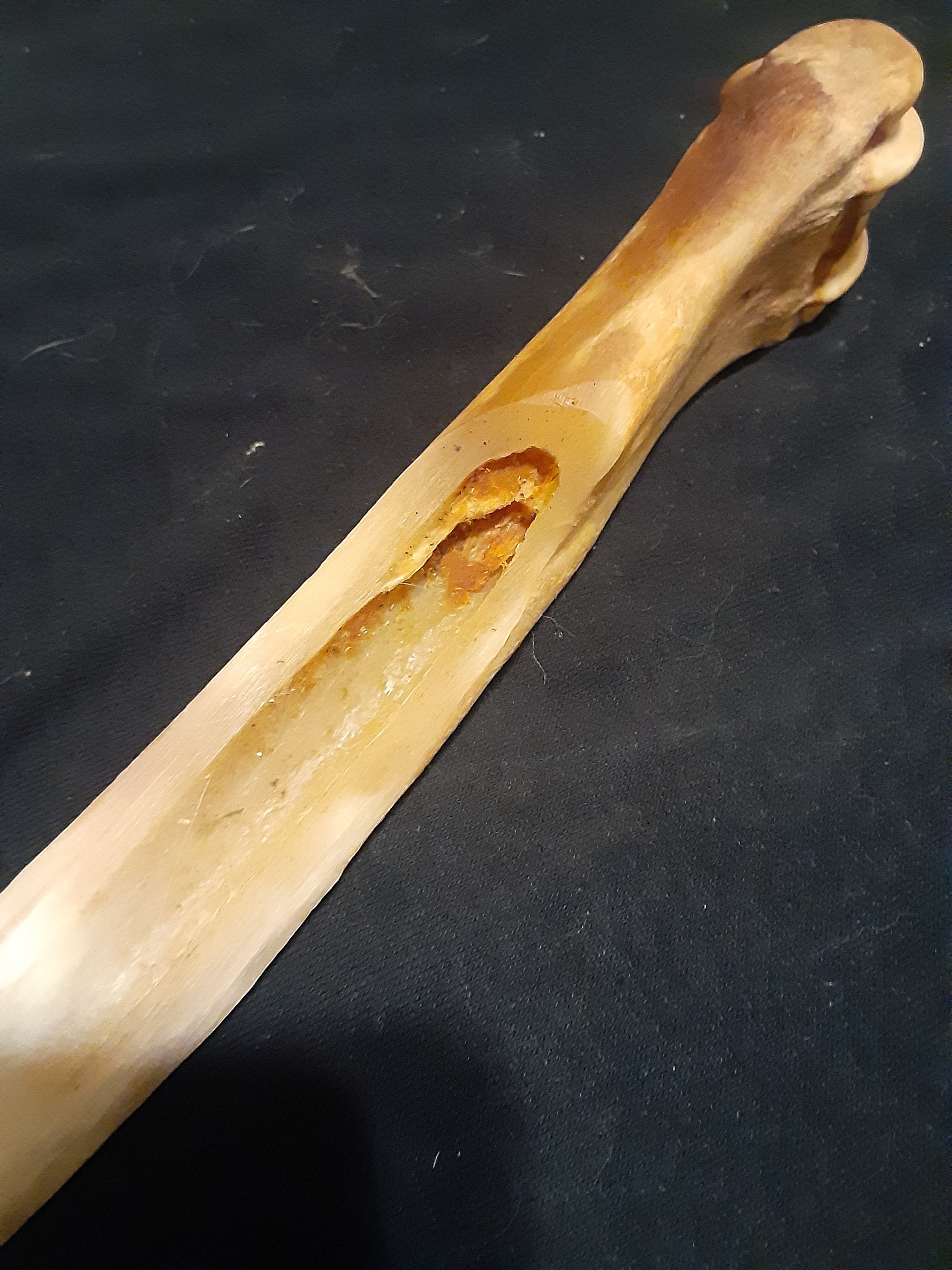 Elk Leg Bone Knife - Etsy