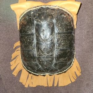Turtle Shell - Etsy