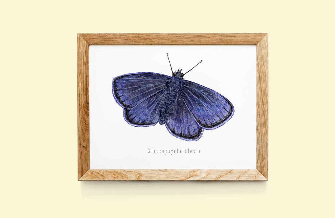 Glaucopsyche Alexis Print | Watercolor Butterfly Print | Vintage ...