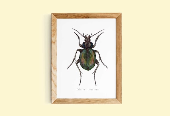 Vintage Beetle Art Print Beetle Print Beetle Illustration - Etsy