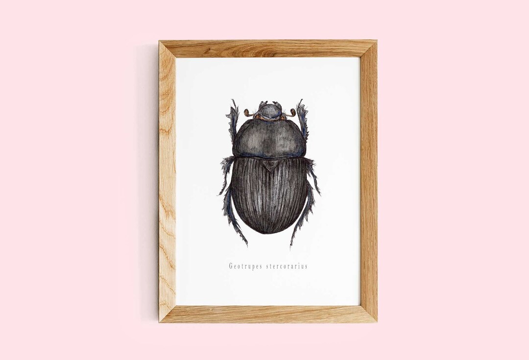 Vintage Beetle Art Print | Beetle Print | Beetle Illustration Print ...
