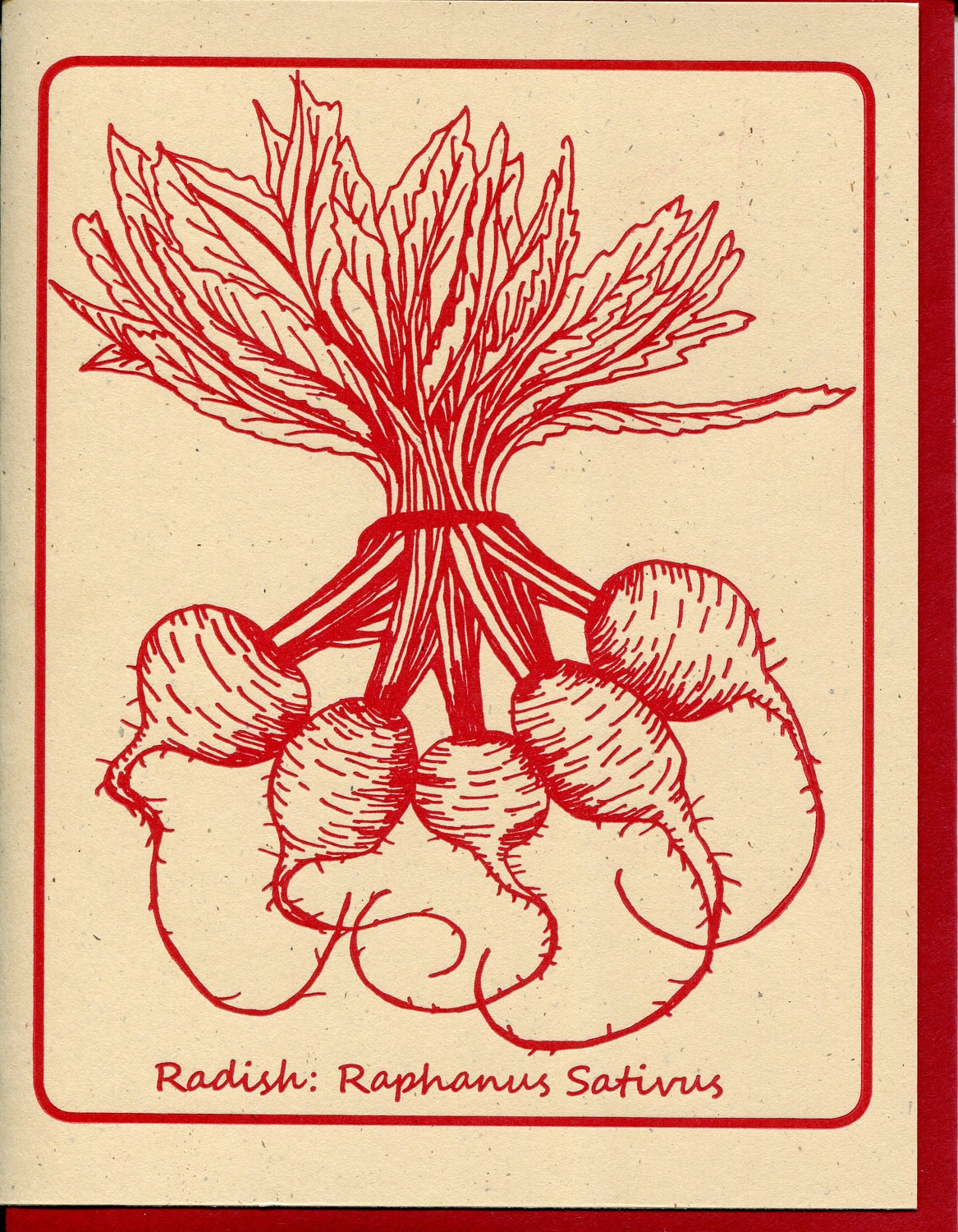 Carrots Letterpress Veggie Greeting Card - Etsy