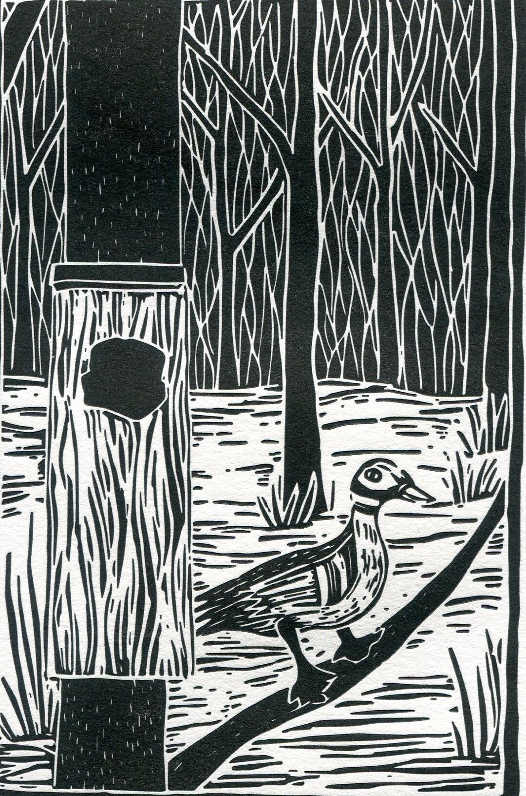 Wood Duck Black and White Linocut Print - Etsy