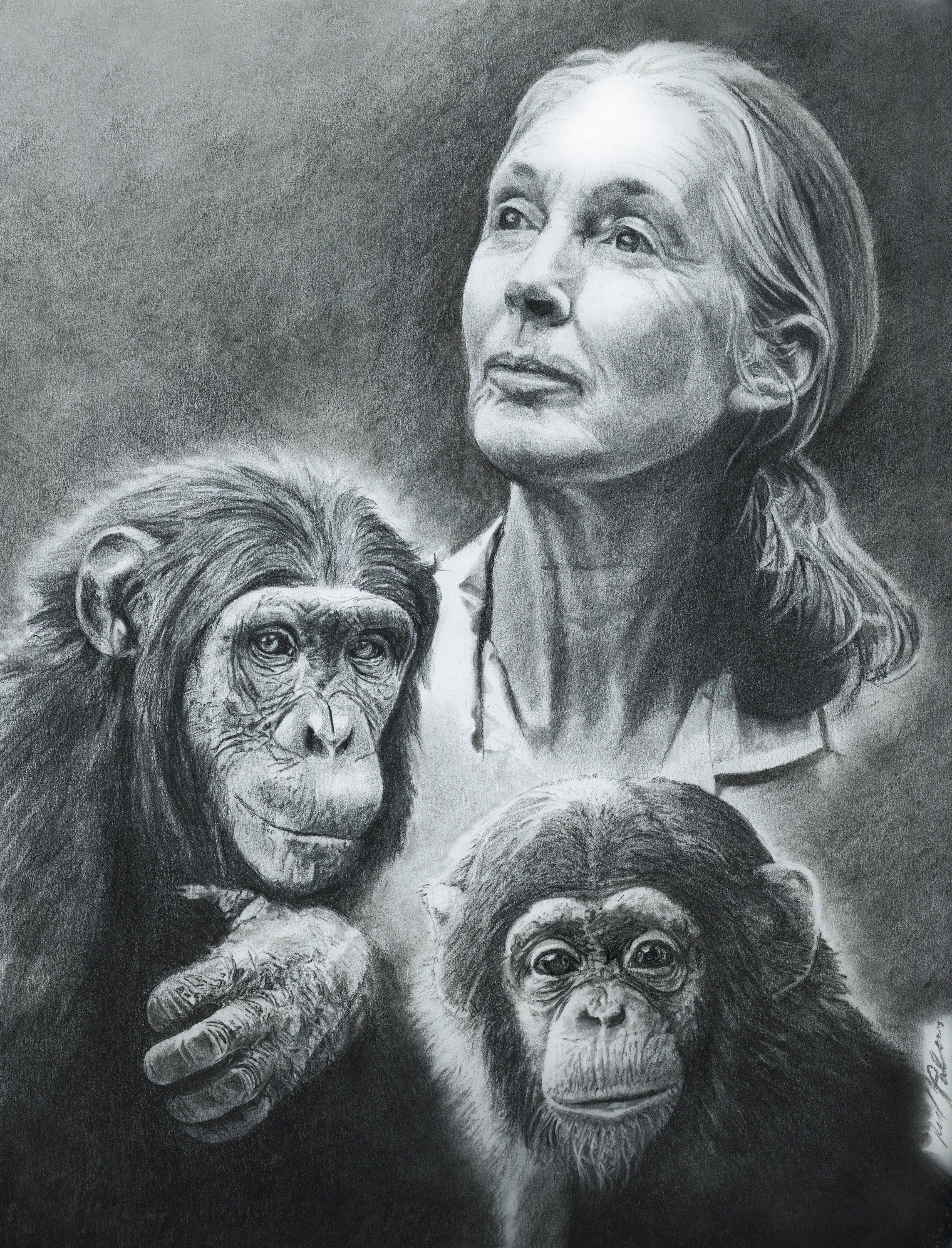 Jane Goodall, Chimpanzee, Conservation, Wildlife, Women Scientists ...