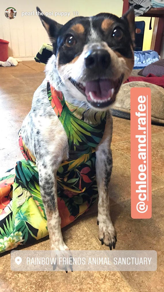 Custom Heavy Duty or Outdoor Drag Bag for Disabled - Etsy