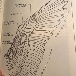 Carving Realistic Birds - H D Green 1977 - Woodcarving Techniques ...