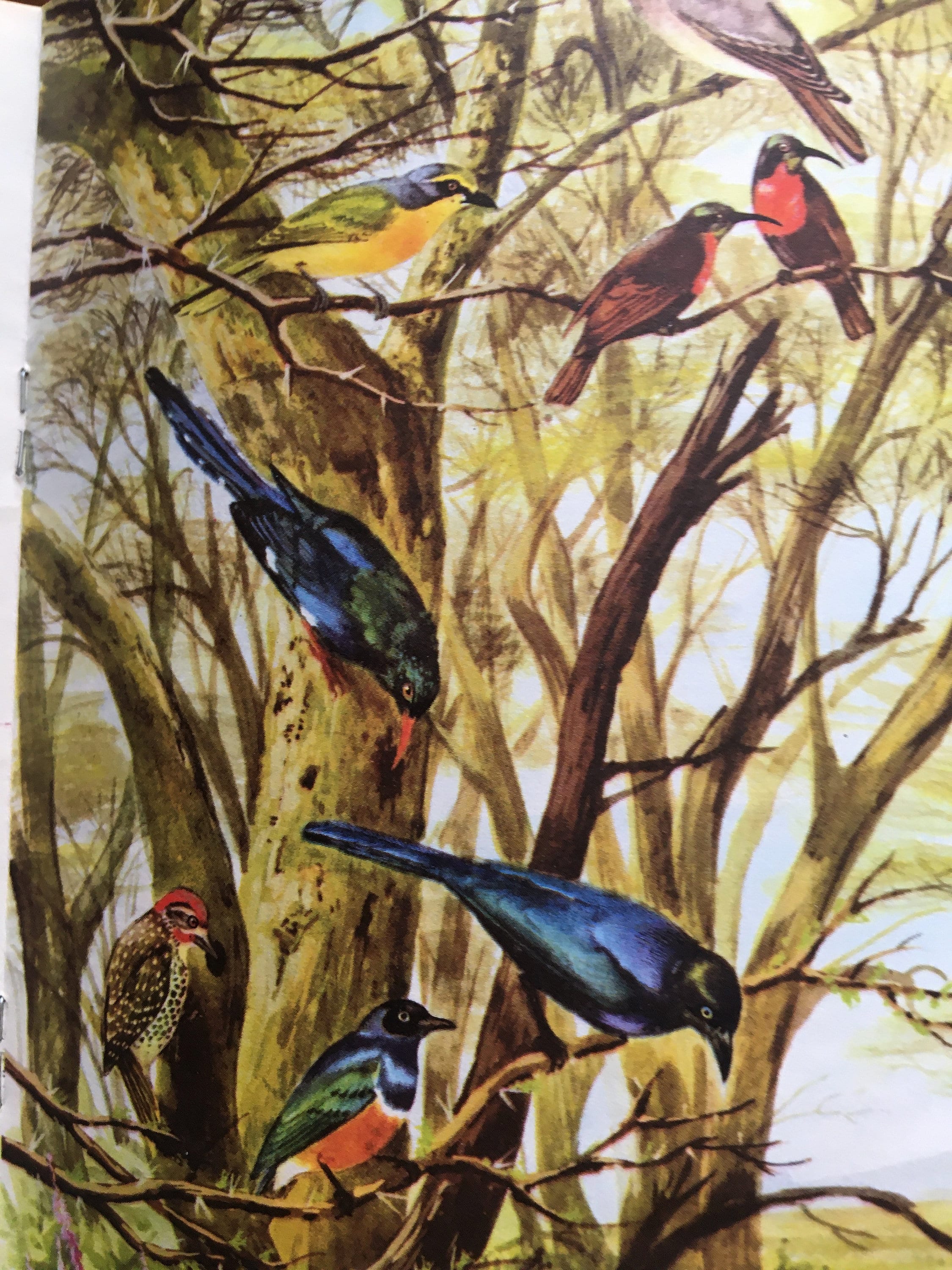 Shell Guide to East African Birds - Nice Guide W/ Color Pictures ...