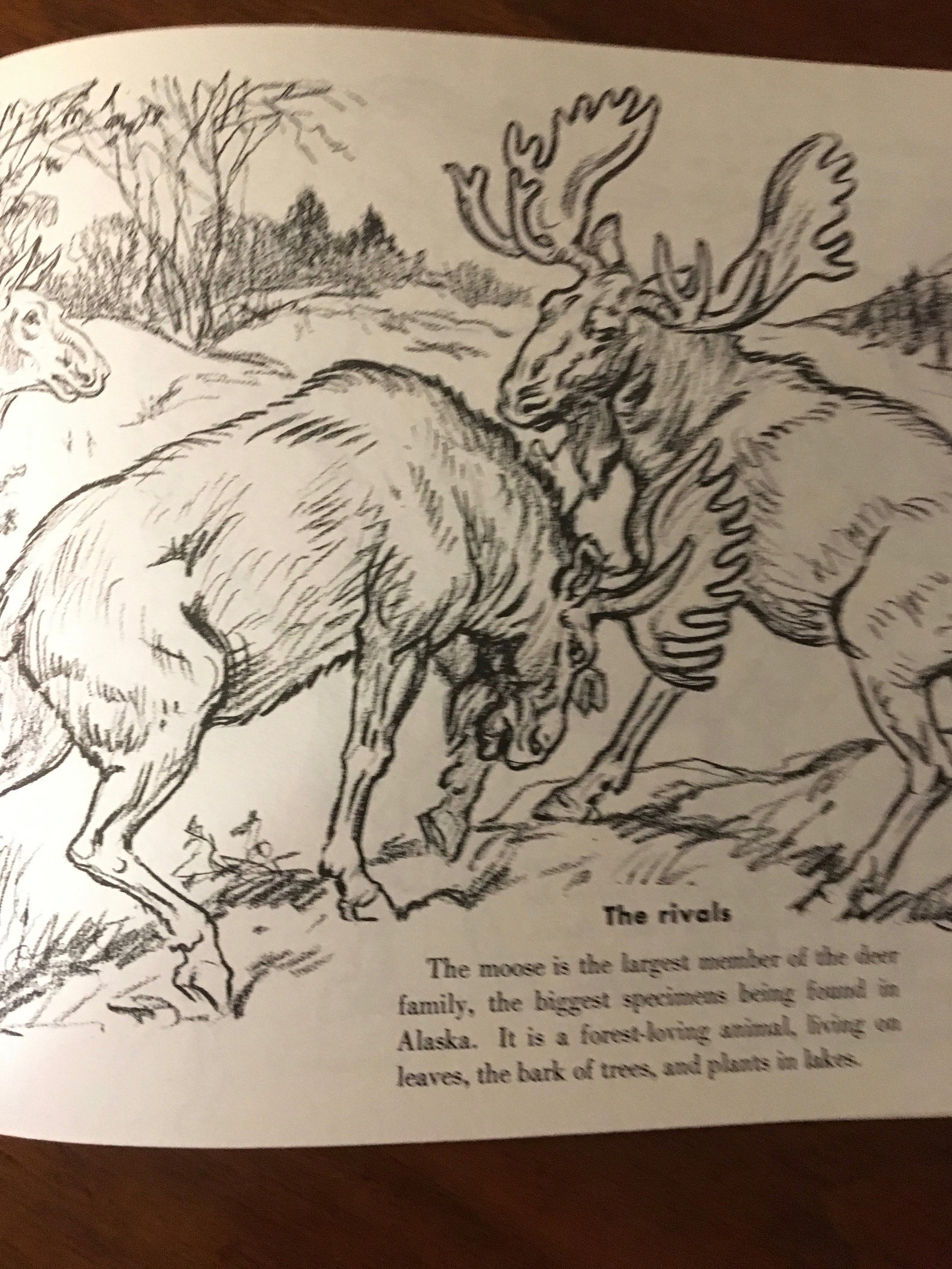 Drawing Animals by Victor Perard Techniques Guide to - Etsy