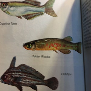 Tropical Fish: Dell Encyclopedia of - Pocket Size Guide for 358 Species ...