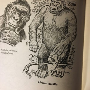 Drawing Animals by Victor Perard, Techniques, Guide to Sketching to ...