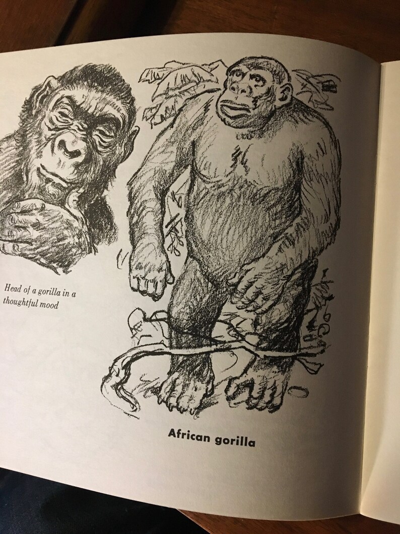 Drawing Animals by Victor Perard Techniques Guide to - Etsy