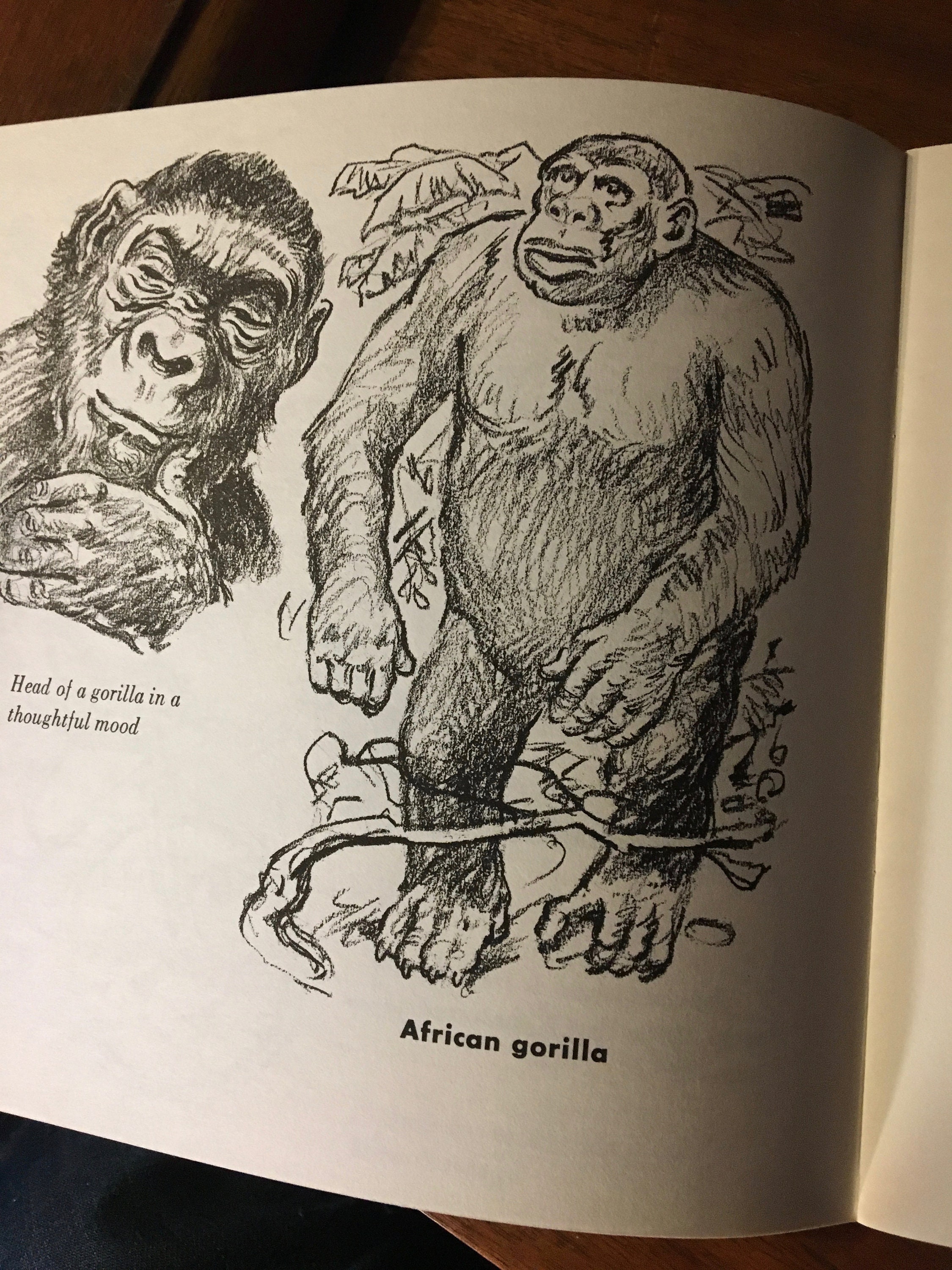 Drawing Animals by Victor Perard Techniques Guide to - Etsy