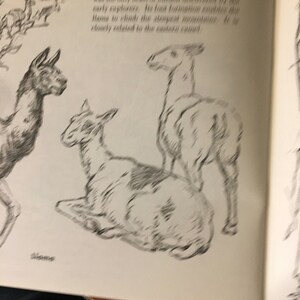 Drawing Animals by Victor Perard, Techniques, Guide to Sketching to ...