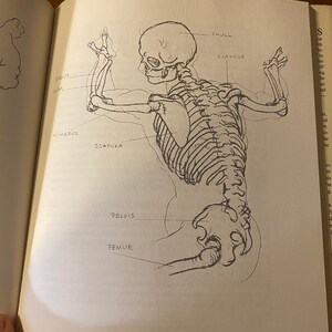 Natural Way to Draw, A Working Plan for Art Study - Kimon Nicolaides ...