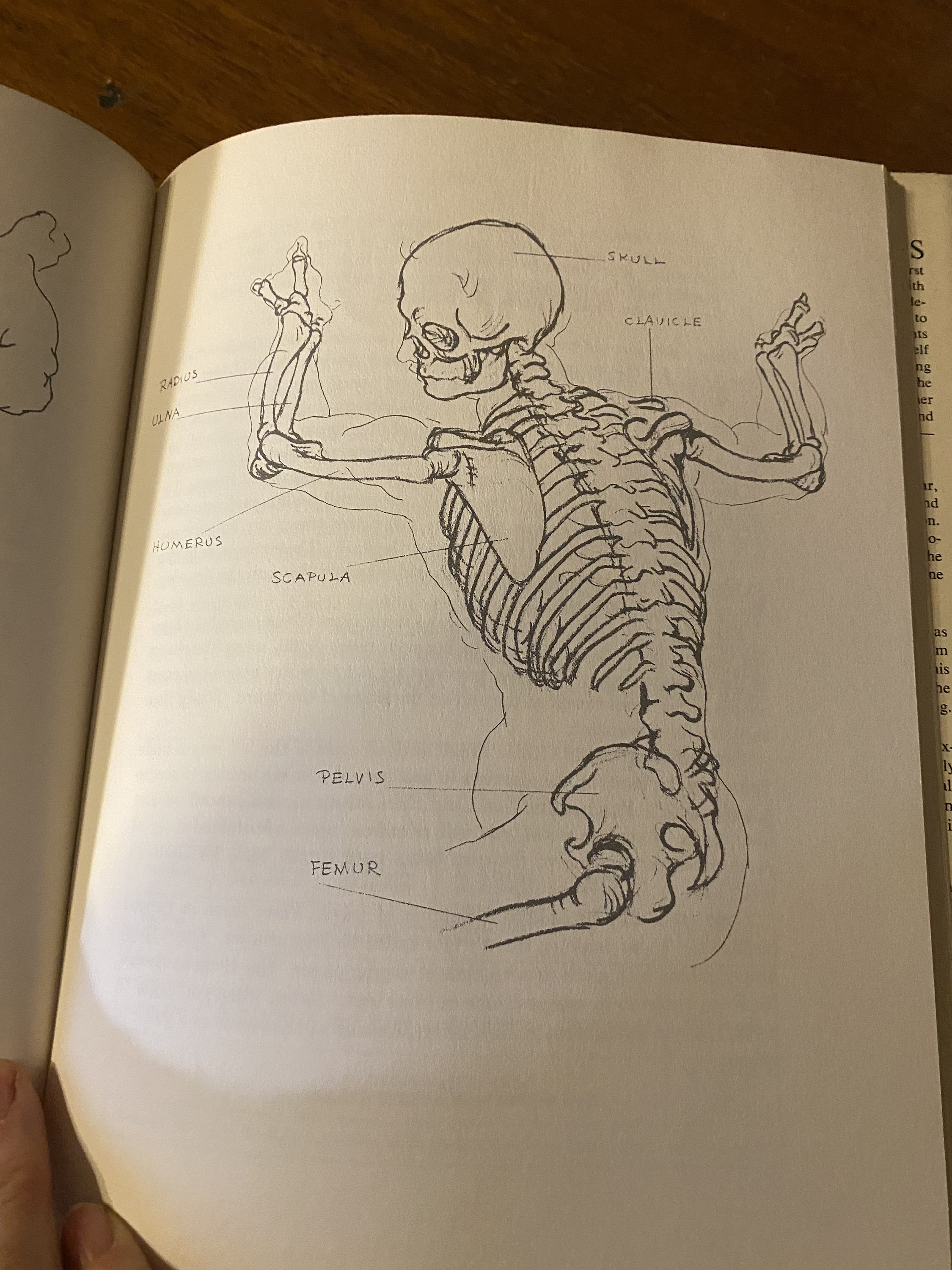 Natural Way to Draw, A Working Plan for Art Study - Kimon Nicolaides ...