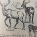 Drawing Animals by Victor Perard Pitman 5 1957 - Etsy