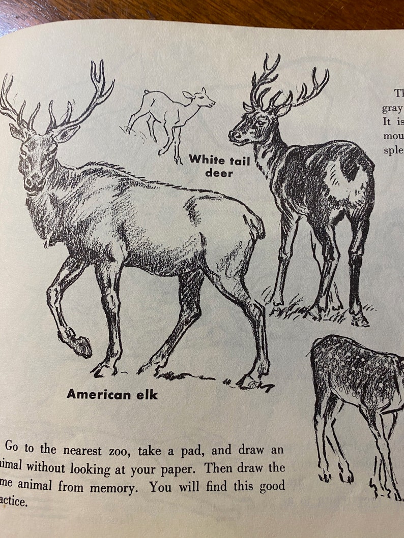 Drawing Animals by Victor Perard, Pitman #5 - 1957 - Techniques, Guide ...
