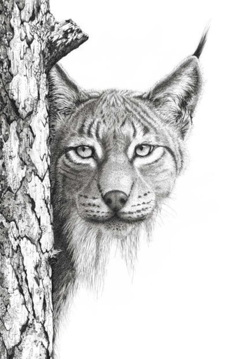 Limited Edition Print lynx Fine Art Print From - Etsy