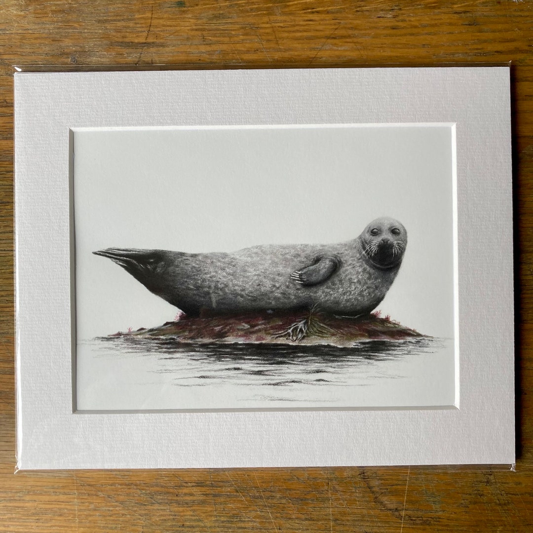 Seal Banana Pose On A Rock Mounted Print Coloured Pencil Etsy