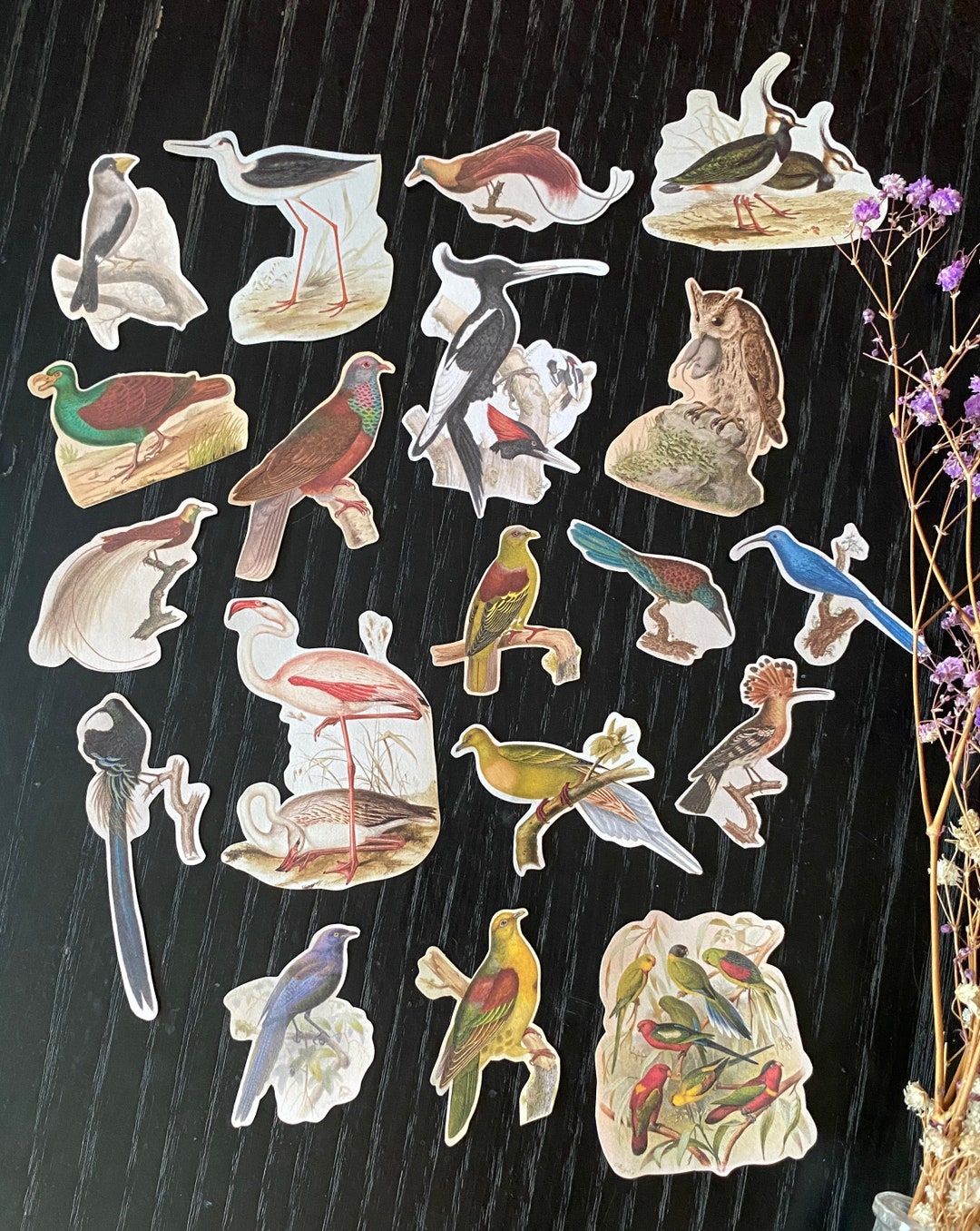 Bird Sticker Pack X 19 Pieces Large Pack of Birds Sticker Artsy Bird ...