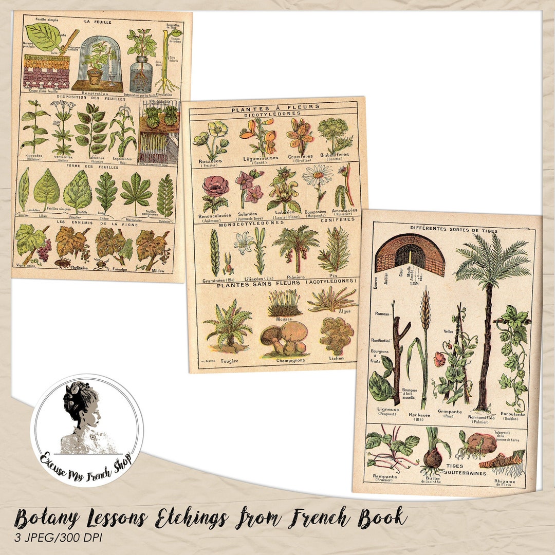 Vintage Botanical Printable, Digital Plant Book, Botany Art From ...