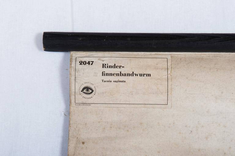 Vintage Large German Medical Chart, Poster "eye Ii" - Etsy