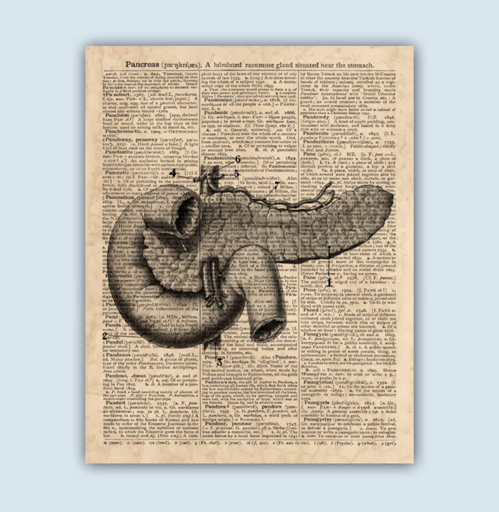 Pancreas Anatomy Art, Pancreas Poster, Endocrinologist Gift - Etsy