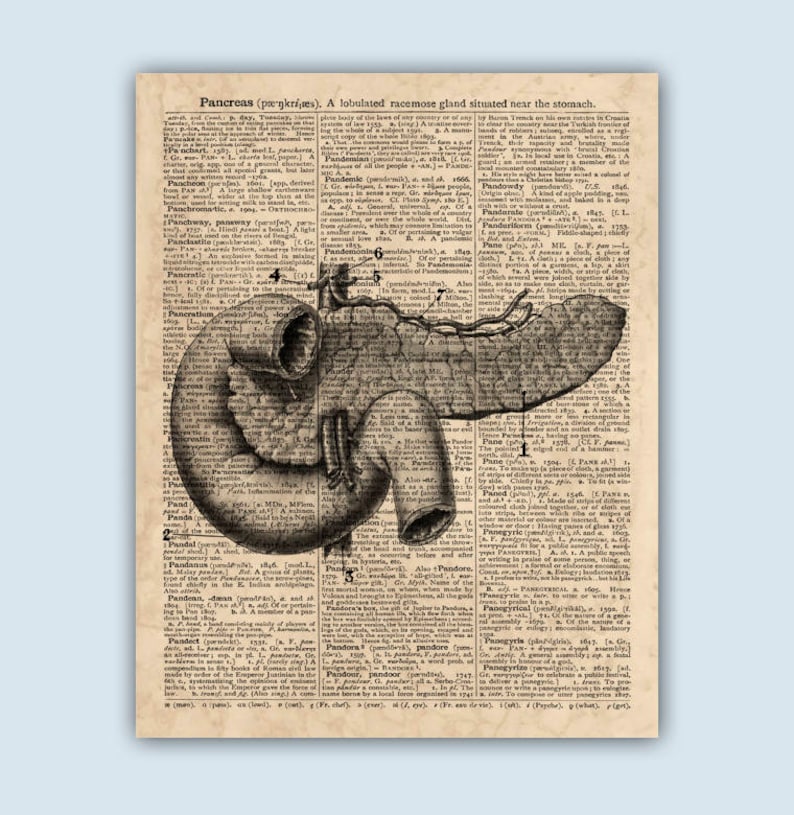 Pancreas Anatomy Art, Pancreas Poster, Endocrinologist Gift - Etsy