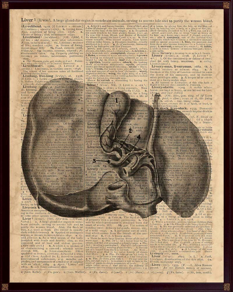 Liver Anatomy Art Print Human Liver Wall Art Hepatologist | Etsy