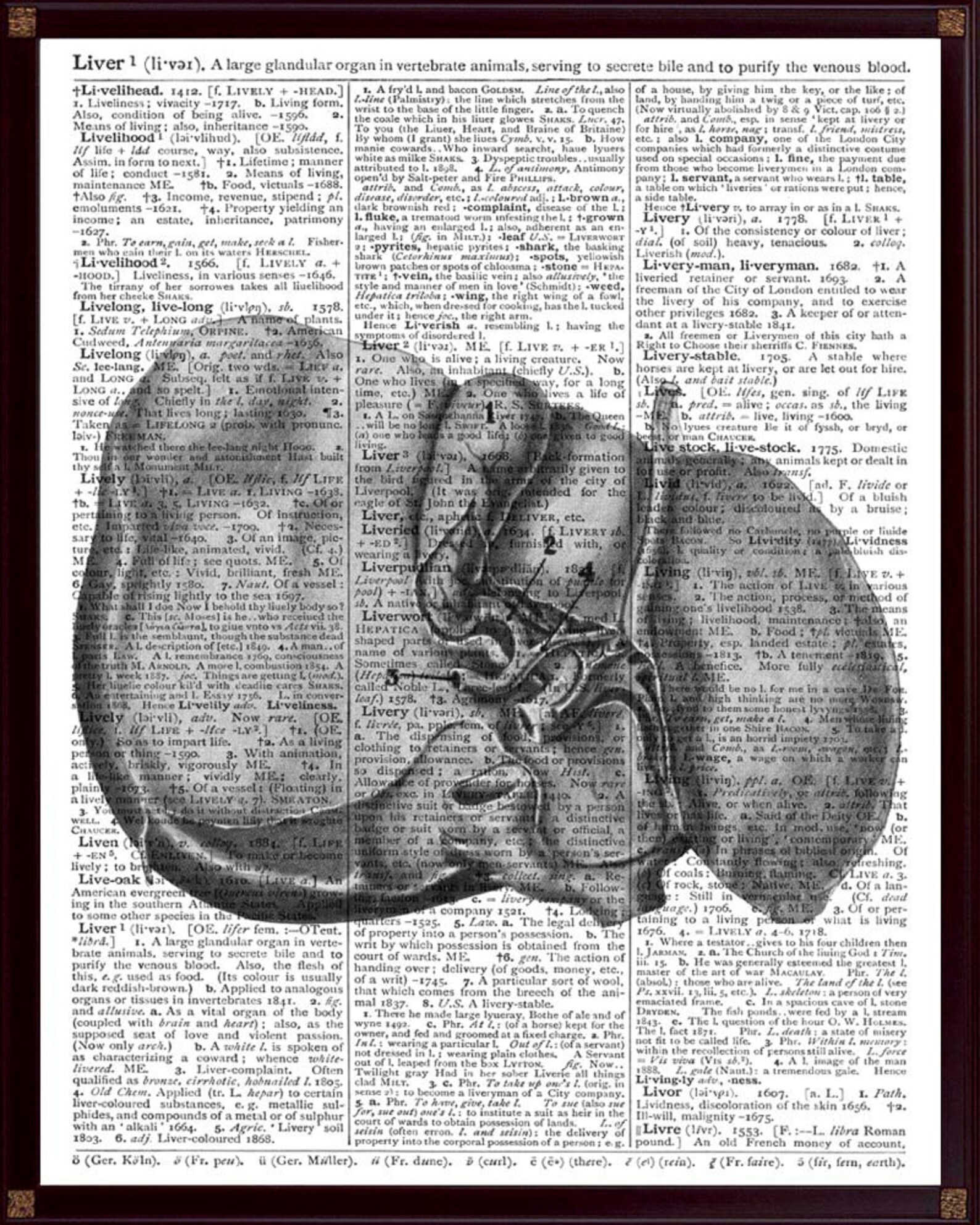 Liver Anatomy Art Print Human Liver Wall Art Hepatologist | Etsy