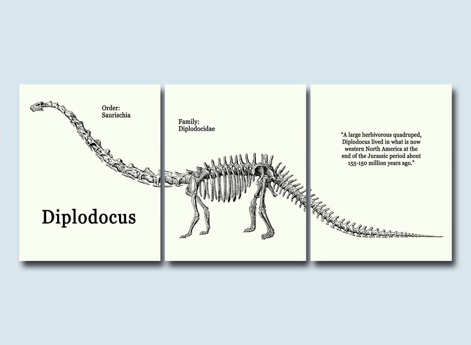 Diplodocus Skeleton Diagram