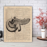 Pancreas Anatomy Print, Gastroenterologist Gift, Primary Care Provider ...